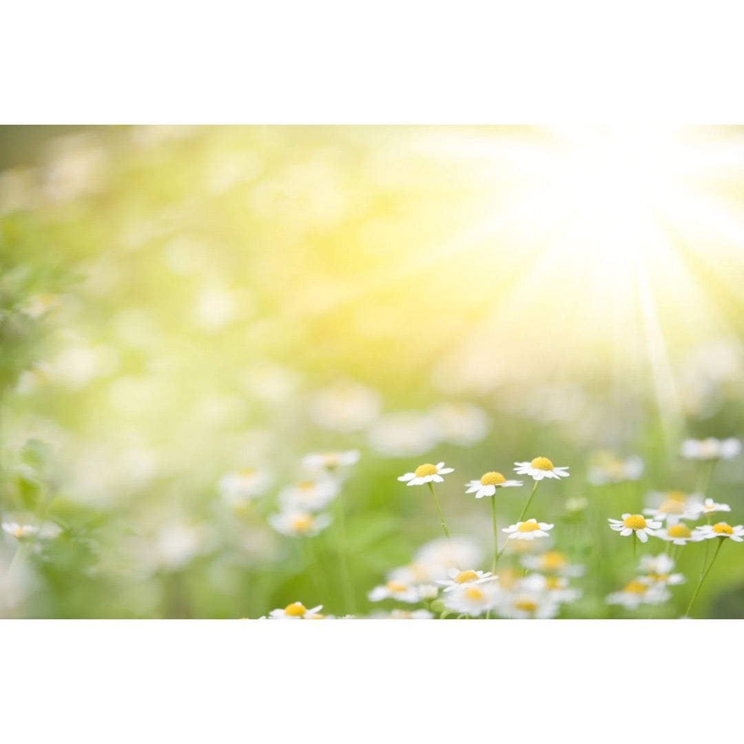 Spring Flings – MYH Soy Candle Co